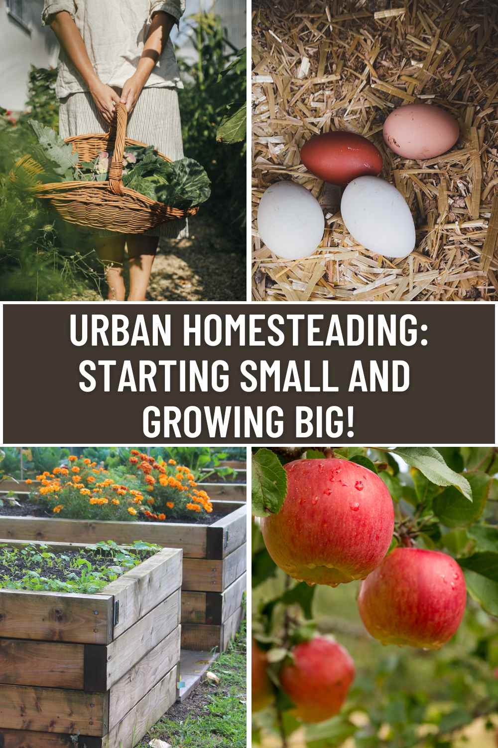 Chatting About Urban Homesteading With Guest Sherry Willis - The Small ...