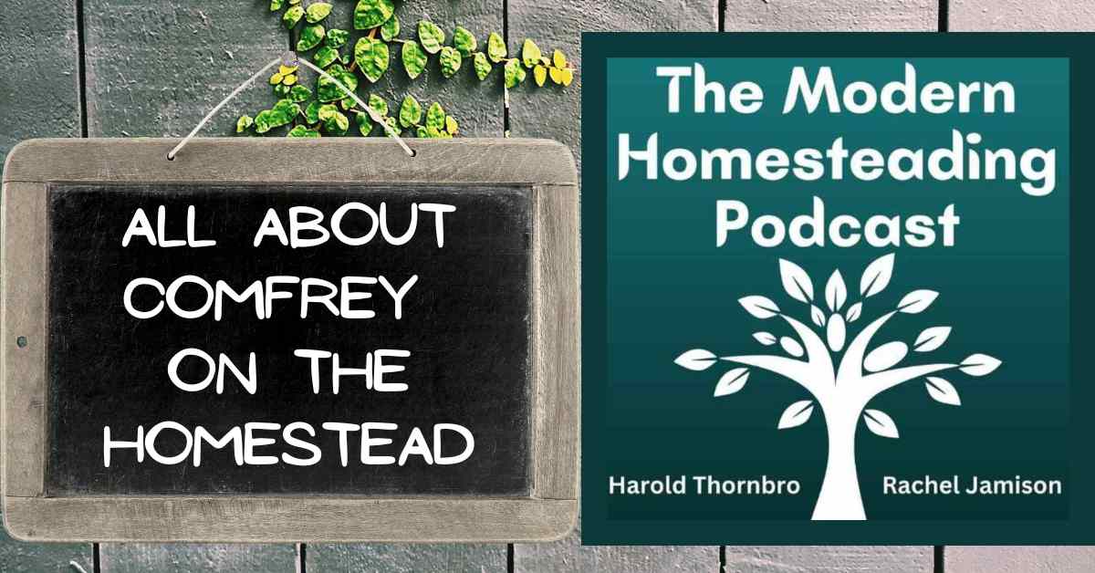All About Comfrey On The Homestead - The Small Town Homestead