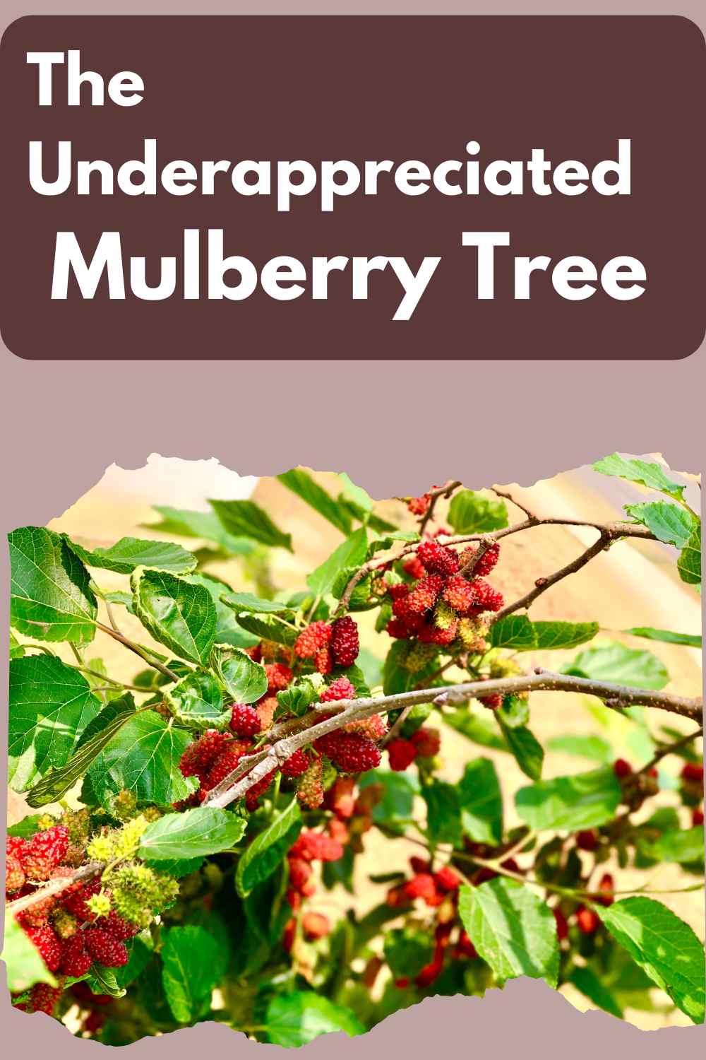 The Underappreciated Mulberry Tree - The Small Town Homestead