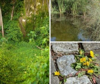 Creating and Utilizing Permaculture Edge Effect For Abundance - The ...