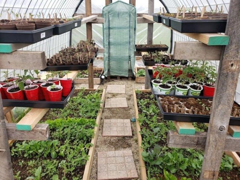 How To Build A Cheap and Sturdy Cattle Panel Greenhouse - The Small ...