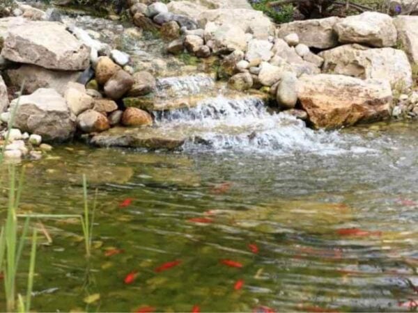 What is Aquaculture and What Role It Can Play in Permaculture - The ...