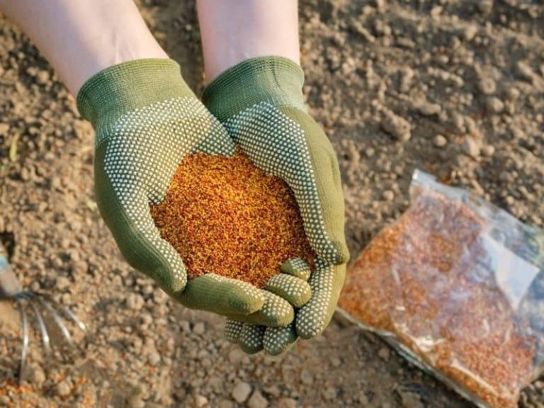 How To Use Cover Crops In Your Homestead Garden - The Small Town Homestead