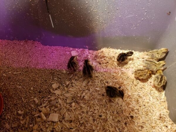 How To Hatch Your Own Coturnix Quail Eggs At Home - Redemption Permaculture