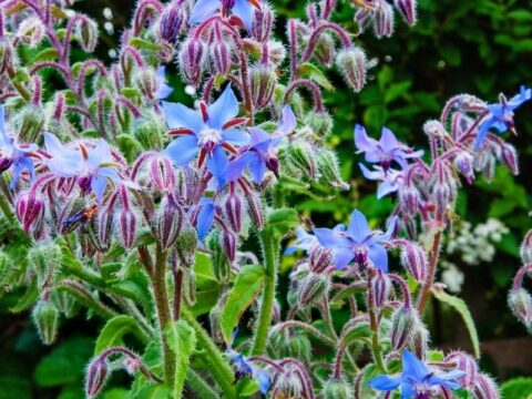 How To Grow Borage And Why You Should - The Small Town Homestead