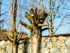 Pollarding and Coppicing Trees and Shrubs (Why and How) - The Small ...