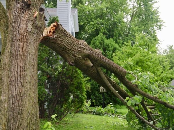 Pollarding and Coppicing Trees and Shrubs (Why and How) - The Small ...