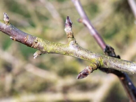 What Are Chill Hour Requirements? - The Small Town Homestead