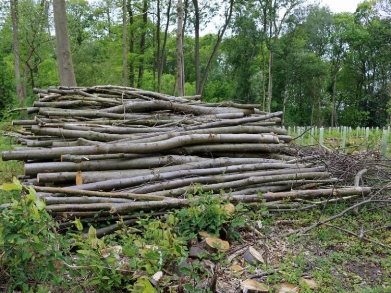 Pollarding and Coppicing Trees and Shrubs (Why and How) - The Small ...