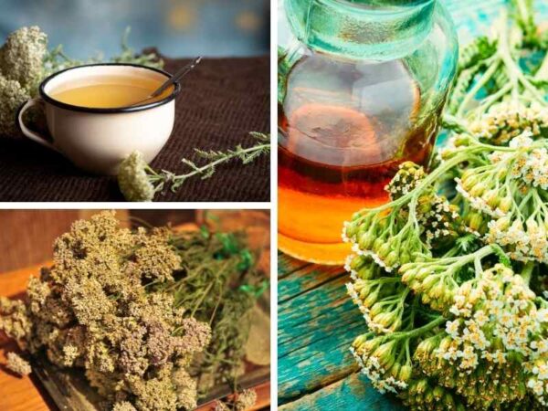 Why and How To Grow Yarrow In A Permaculture Food Forest - The Small ...