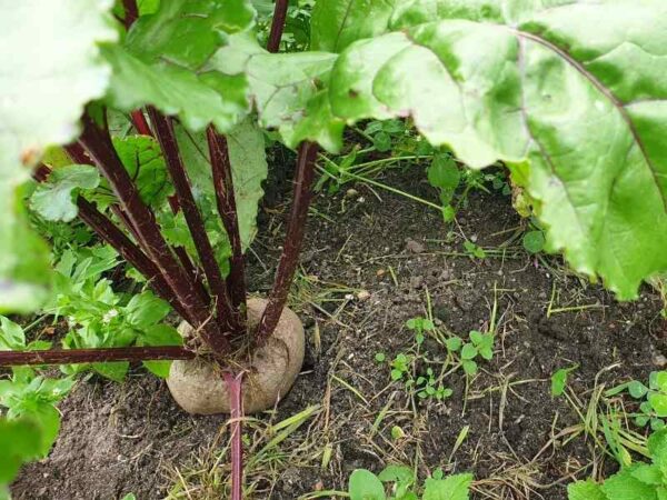 Why Do Beets Taste Like Dirt? Is It Normal? - The Small Town Homestead