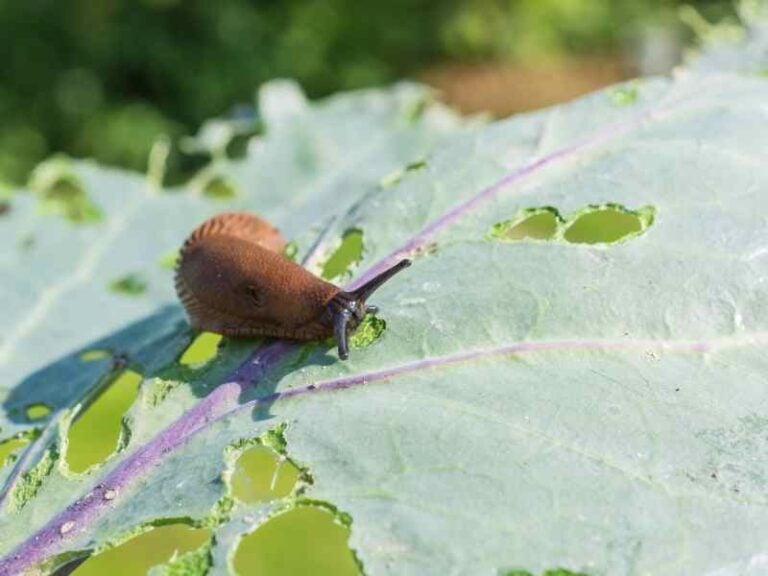 What Do Slug Eggs Look Like? What To Do About It When You Find Them ...