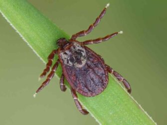 How To Deal With Ticks Organically In Acres of Land: A Quick Guide ...