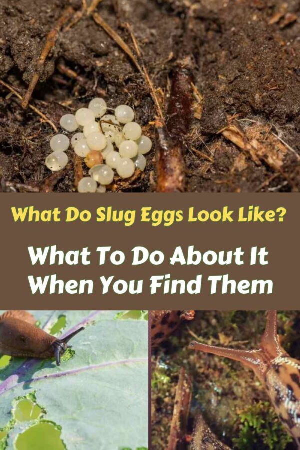 What Do Slug Eggs Look Like? What To Do About It When You Find Them ...