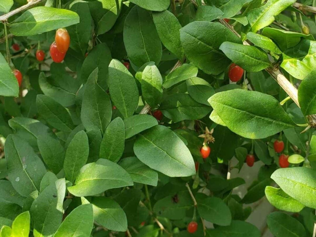 What Do Goji Berries Taste Like And Are They Worth Growing? - The Small ...