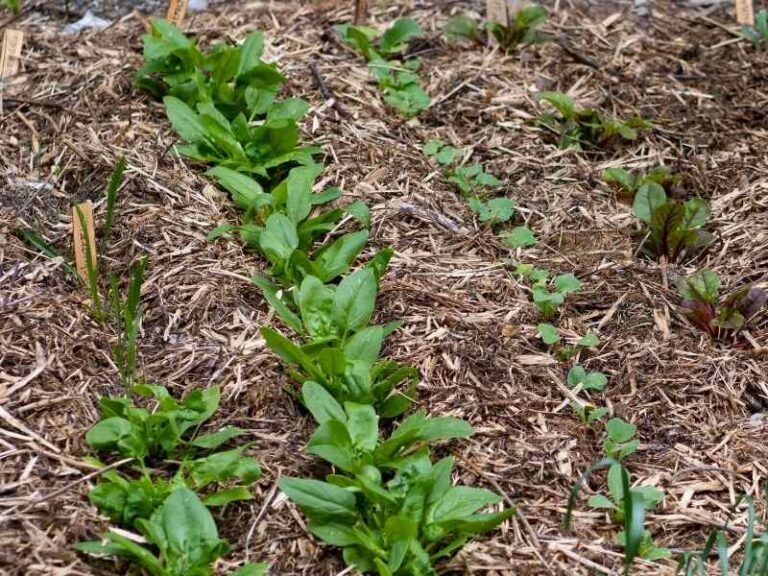 How To Build & Develop Soil In Wood Chips: A Quick Guide - The Small ...