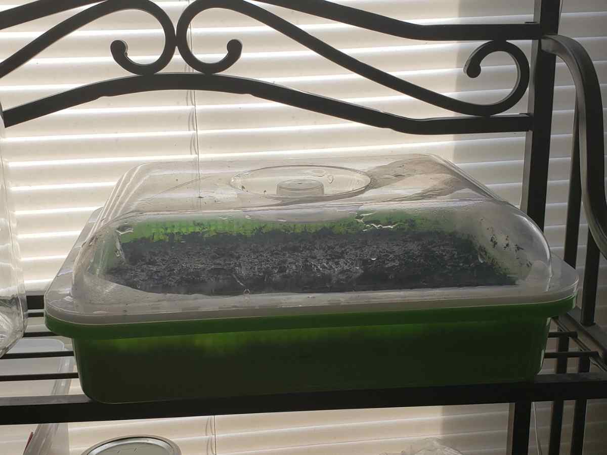 The Best Way To Grow Microgreens In Your Kitchen - The Small Town Homestead