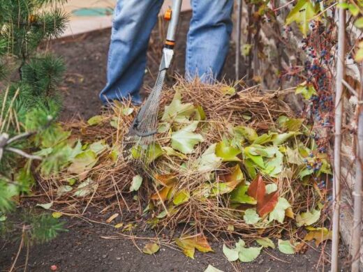 Are Pine Needles Good For Compost? - The Small Town Homestead