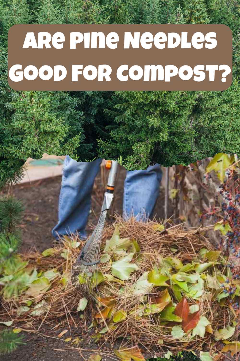 Are Pine Needles Good For Compost? - The Small Town Homestead