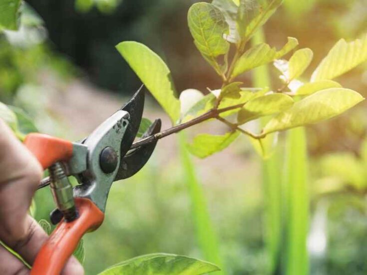 Chop and Drop For A Better Garden: Why and How? - The Small Town Homestead