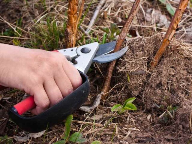 A Quick Guide to Planting Raspberry Bushes - The Small Town Homestead
