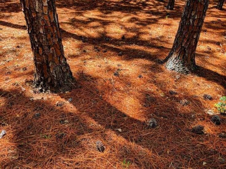 15 Edible Plants That Can Grow Under Pine Trees - The Small Town Homestead