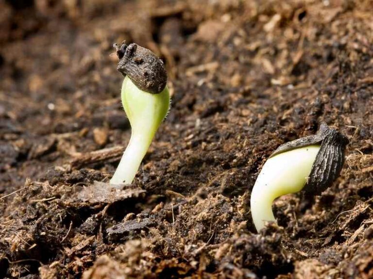 How To Make And Use Leaf Mold For Better Soil - The Small Town Homestead