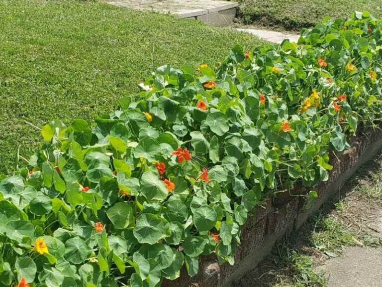 17 Useful Flowers To Grow On Your Homestead - The Small Town Homestead