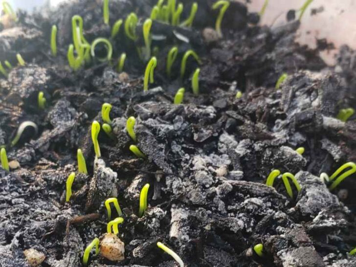 How To Check If Your Seeds Are Still Good To Plant - The Small Town ...