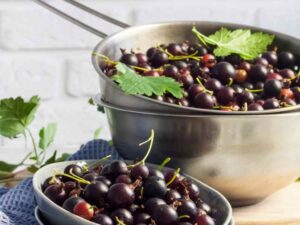 Jostaberry: A Homesteader's Dream Berry for Permaculture Gardens - The ...