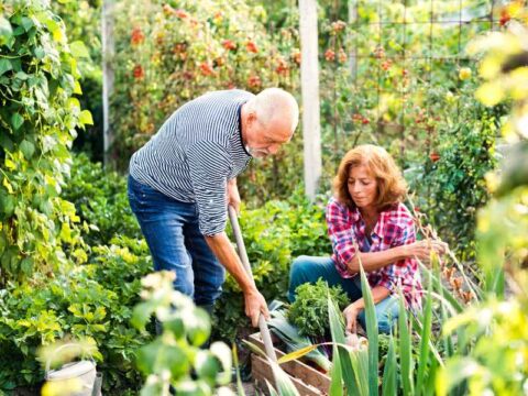 15 High-Yield, Easy-To-Grow Vegetables You Can Grow For A Bountiful ...