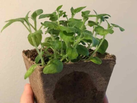 A Beginners Guide To Growing Potatoes On The Homestead - The Small Town ...