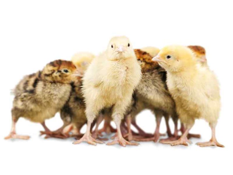 A Beginner's Guide To Getting Started Raising Backyard Chickens - The ...