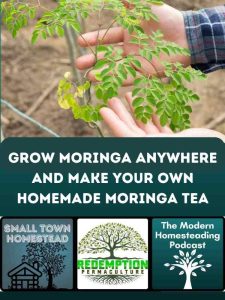 Grow Moringa Anywhere And Make Your Own Homemade Moringa Tea - The ...