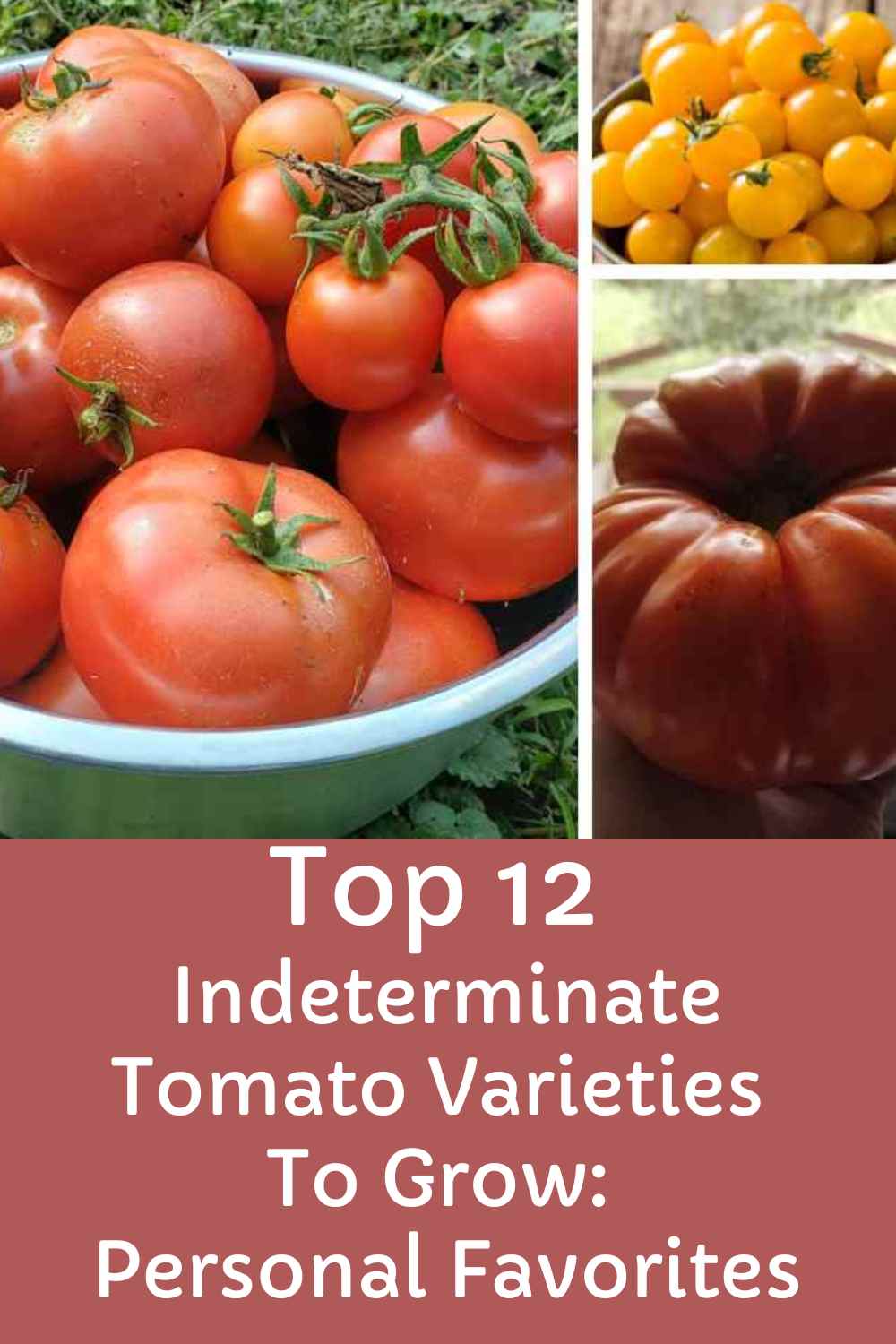 Top 12 Indeterminate Tomato Varieties To Grow: Personal Favorites - The ...
