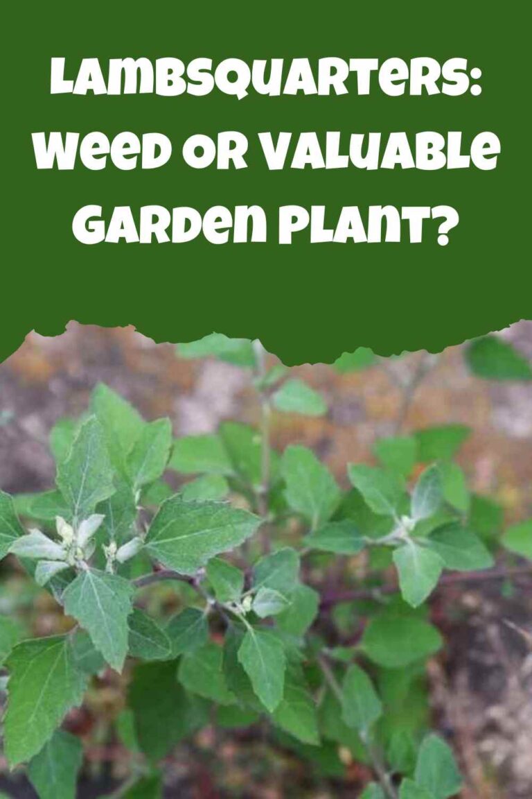 Lambsquarters: Weed Or Valuable Garden Plant? - The Small Town Homestead