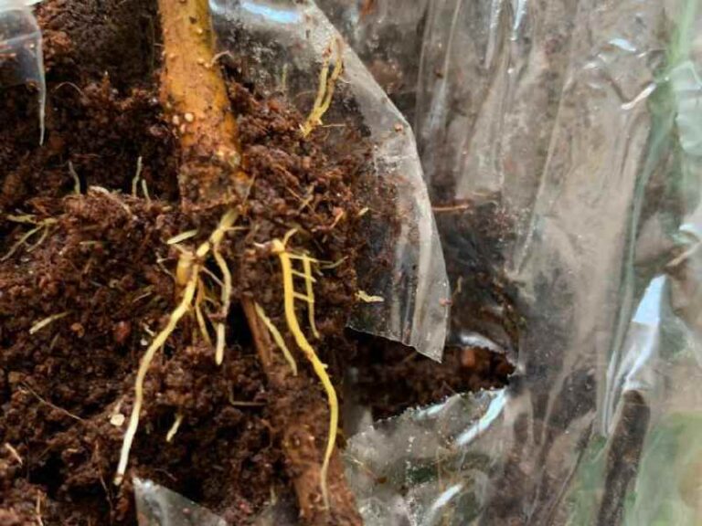 Root Propagation Through Layering: Exploring The Different Methods ...