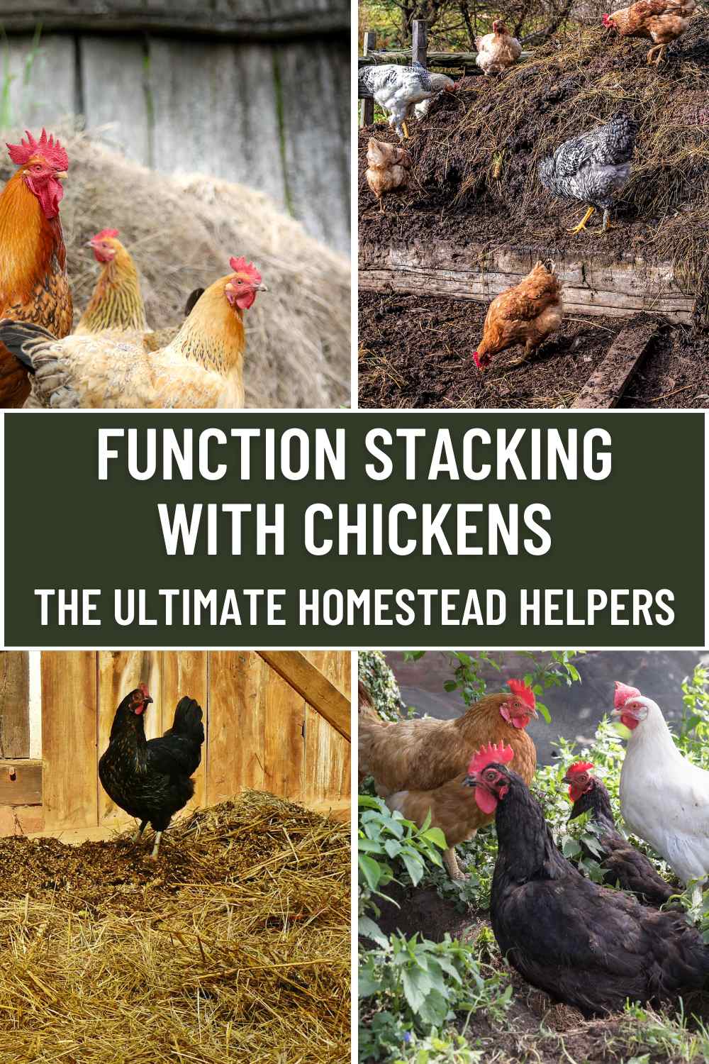 Function Stacking With Chickens: The Ultimate Homestead Helpers - The ...