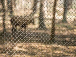 Effective Ways to Protect Young Trees From Deer and Other Animals - The ...